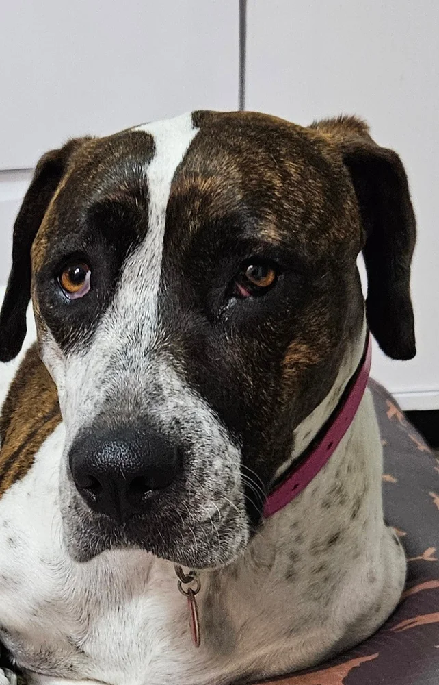 Fetch Pet reviews | ProductReview.com.au