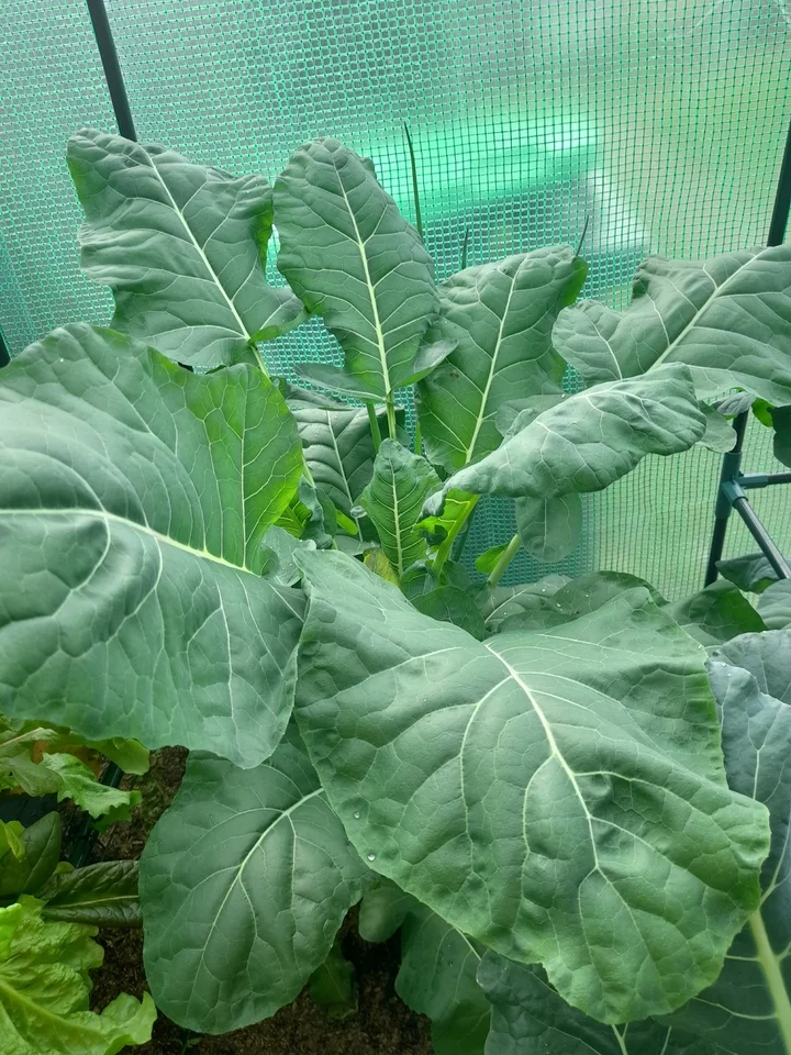 Happy Valley Seeds reviews | ProductReview.com.au