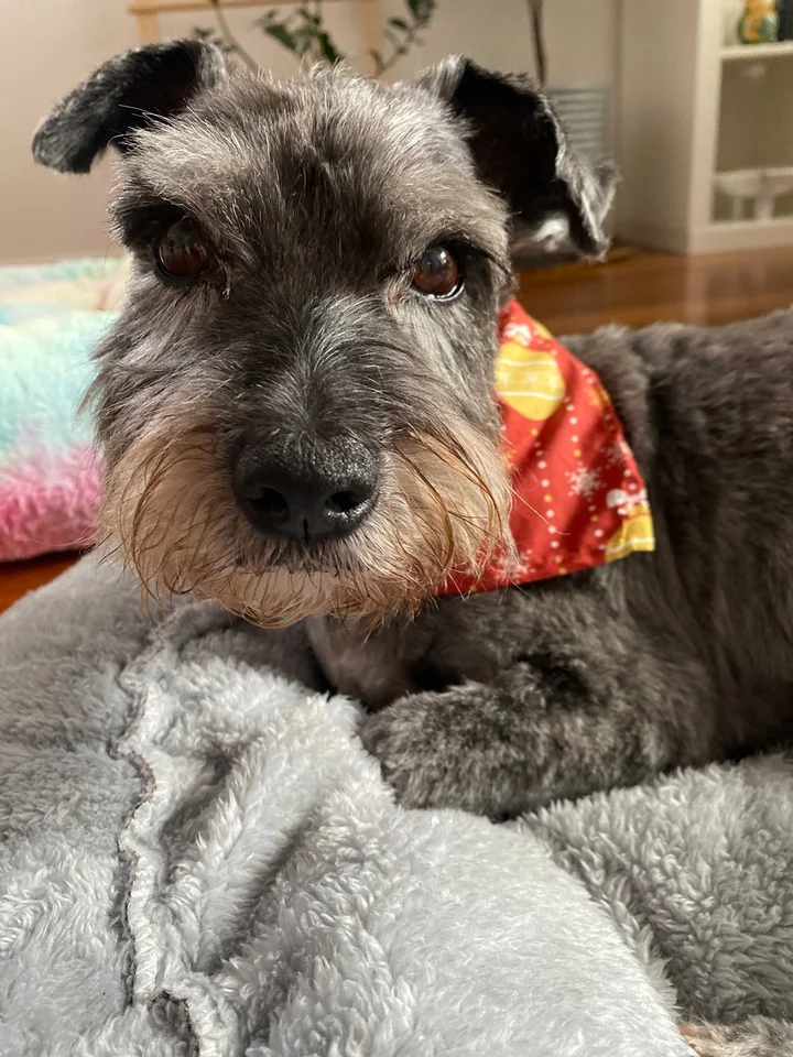 Lyka Pet Food reviews | ProductReview.com.au