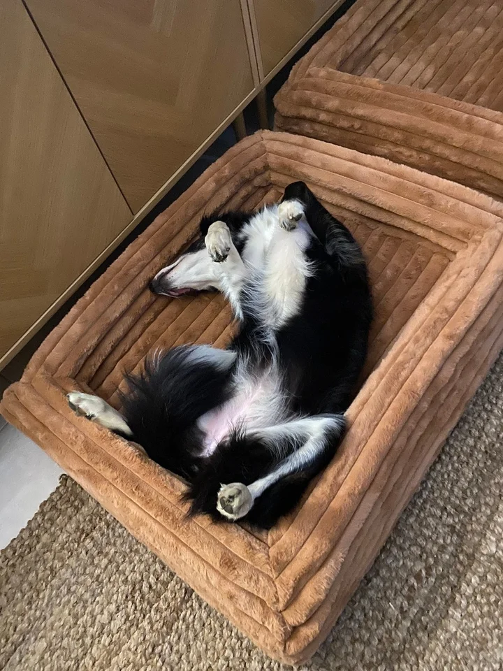 Dazy Dog Memory Foam Dog Bed reviews | ProductReview.com.au