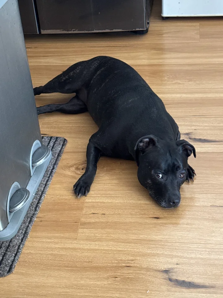 Lyka Pet Food reviews | ProductReview.com.au