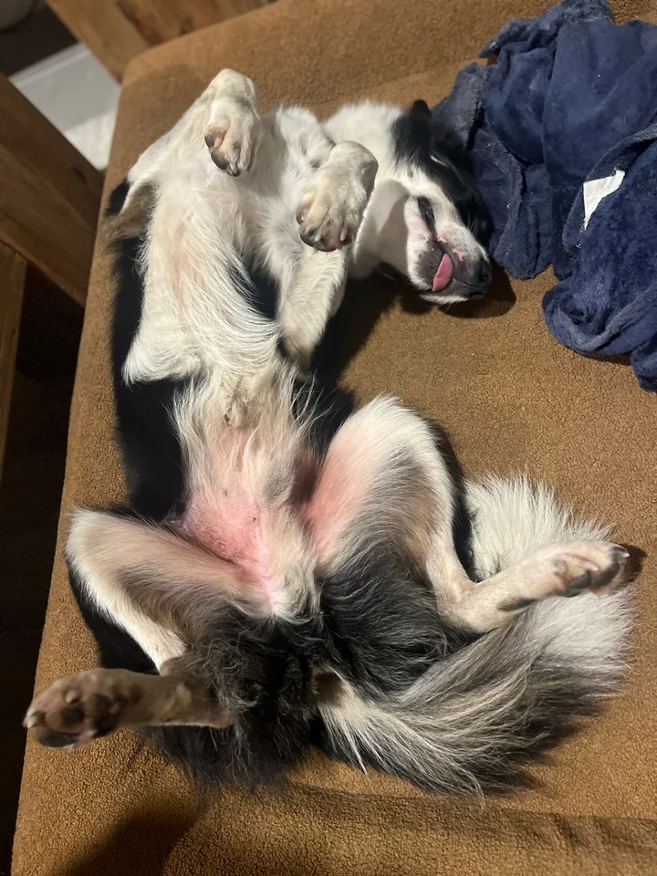 Dazy Dog Memory Foam Dog Bed reviews | ProductReview.com.au