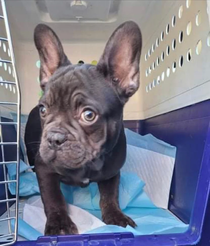 Woofers Pet Transport reviews | ProductReview.com.au