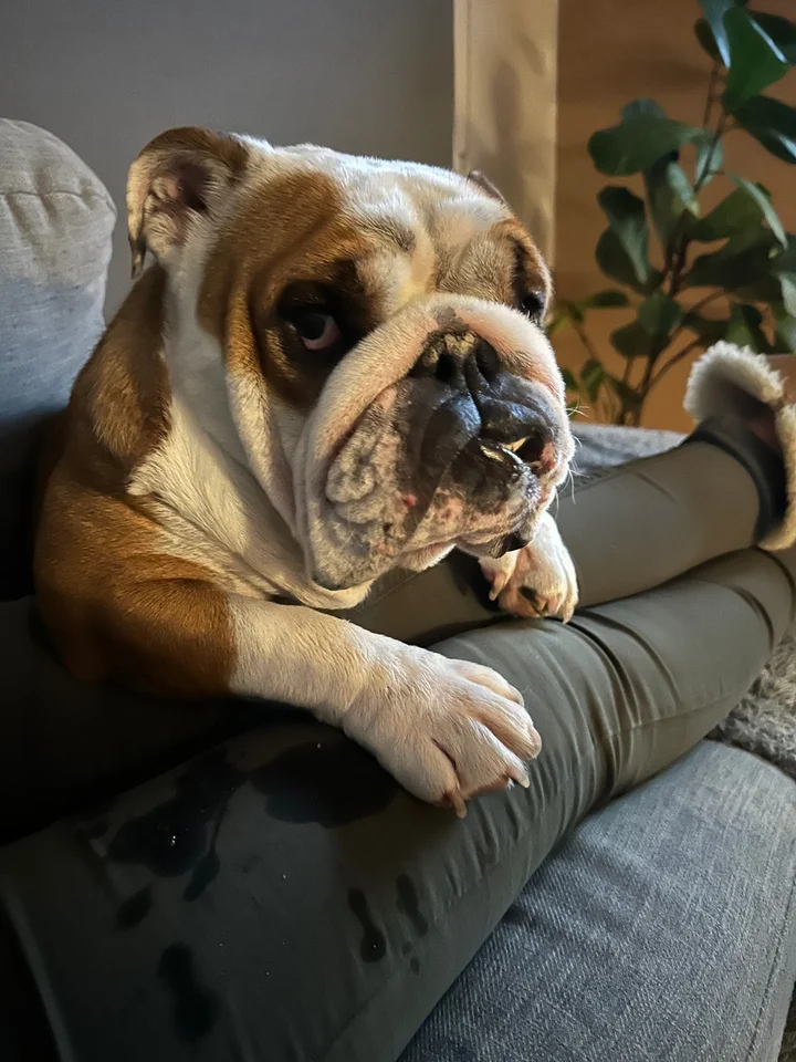 Lyka Pet Food reviews | ProductReview.com.au