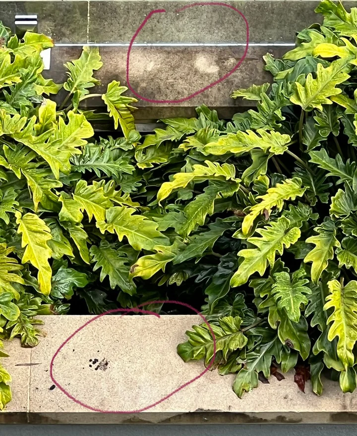 Bio-Shield 5L Outdoor Cleaner Concentrate reviews | ProductReview.com.au