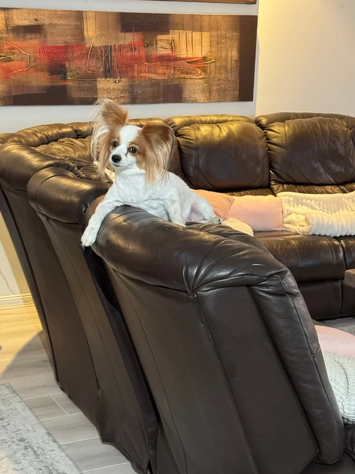 Lyka Pet Food reviews | ProductReview.com.au