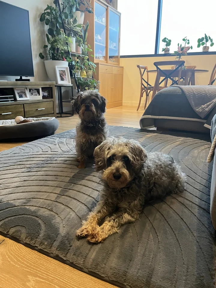 Muscle Mat Relax Mat - Soft Touch Tatami Rug reviews | ProductReview.com.au