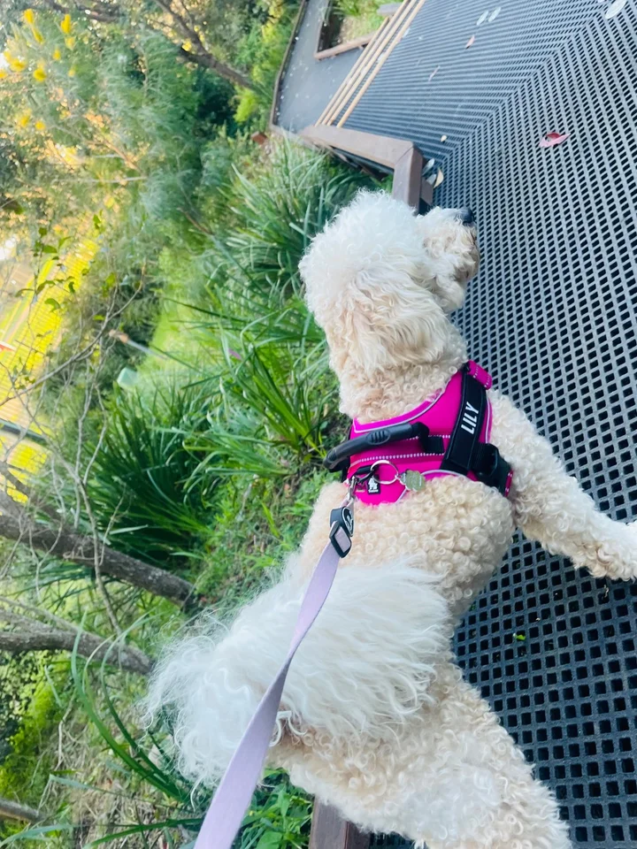 Lyka Pet Food reviews | ProductReview.com.au