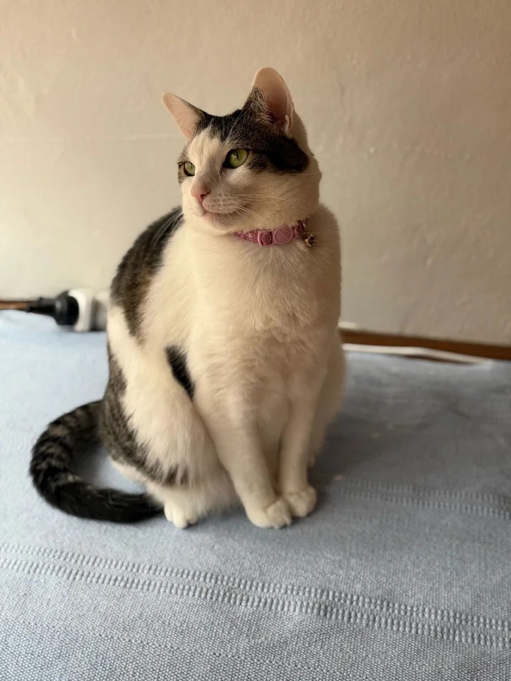 Mad Paws reviews | ProductReview.com.au