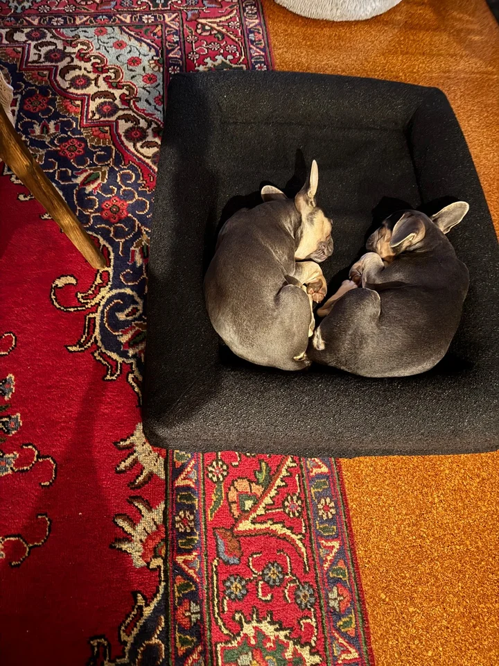 Dazy Dog Memory Foam Dog Bed reviews | ProductReview.com.au