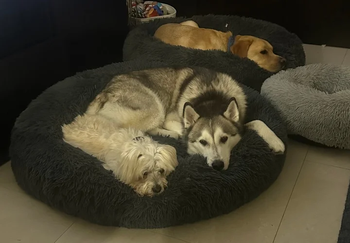 Sash Beds reviews | ProductReview.com.au