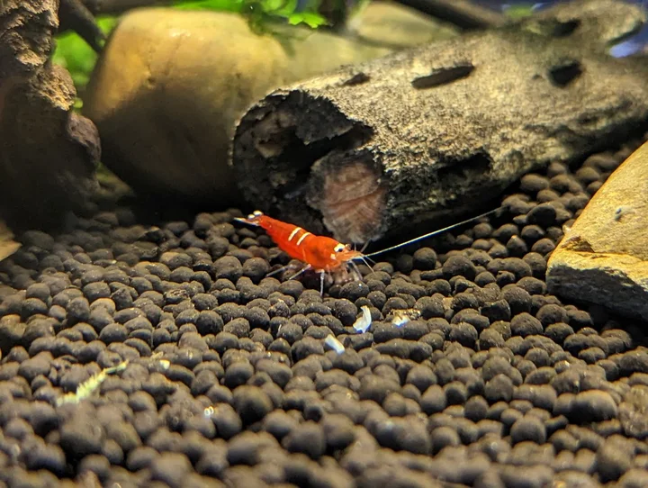 Micro Aquatic Shop reviews | ProductReview.com.au