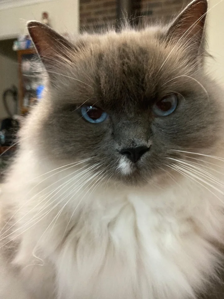 Purr-Pod Purr-Flow Water Fountain reviews | ProductReview.com.au