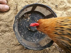 Best Pestrol Pest Control Products in 2026 as reviewed by Australian ...