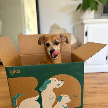 Lyka Pet Food reviews | ProductReview.com.au