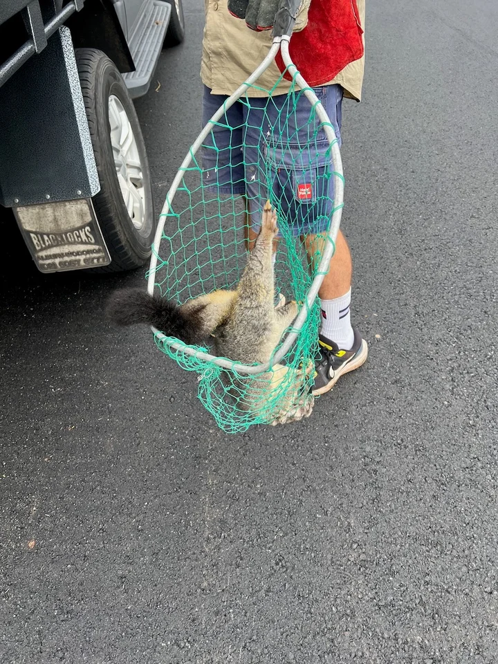 Peter the Possum & Bird Man reviews | ProductReview.com.au