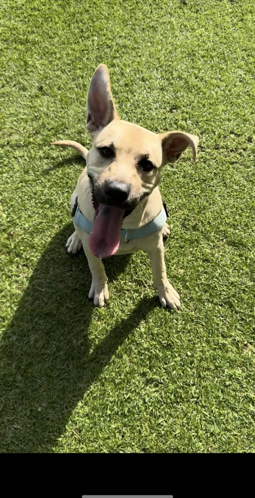 Lyka Pet Food reviews | ProductReview.com.au