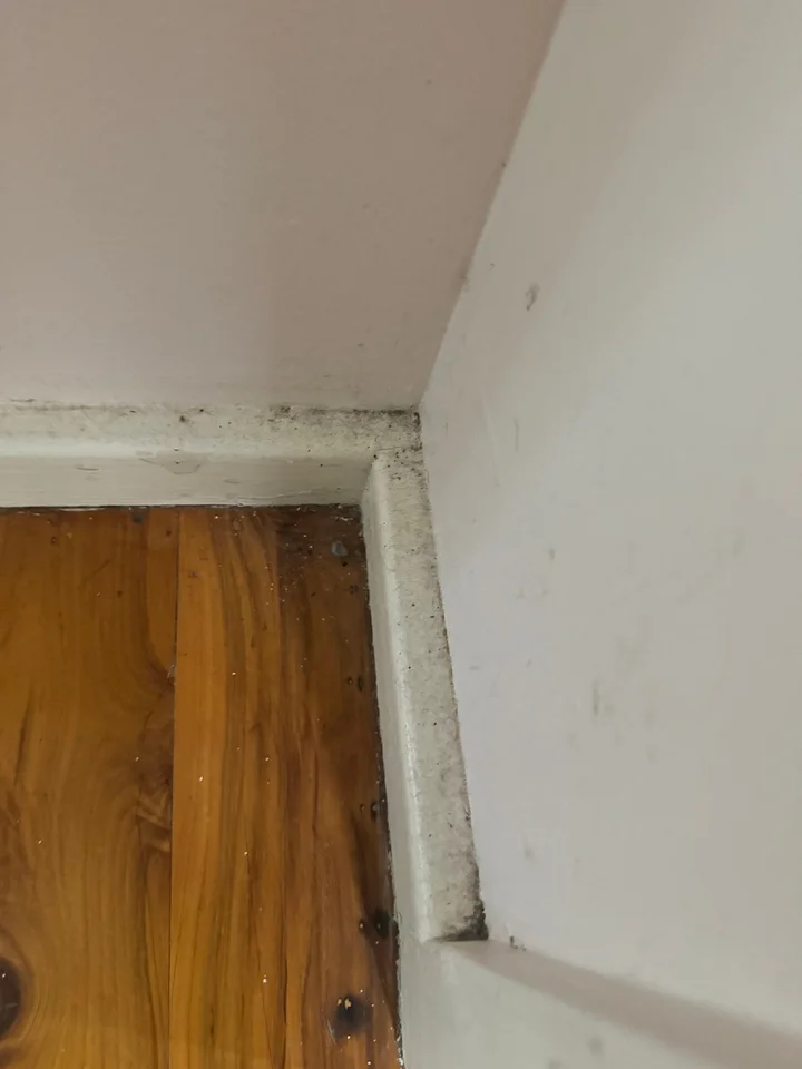 Absolute Domestics reviews | ProductReview.com.au