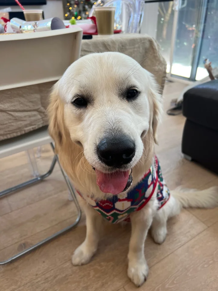 Lyka Pet Food reviews | ProductReview.com.au