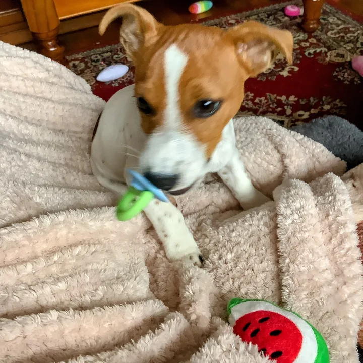 Lyka Pet Food reviews | ProductReview.com.au