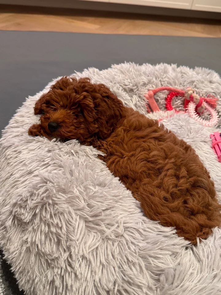 Sash Beds reviews | ProductReview.com.au