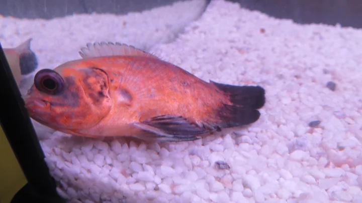 Aquarium Central reviews | ProductReview.com.au