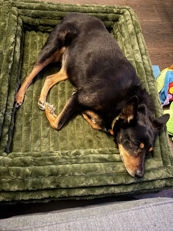 Dazy Dog Memory Foam Dog Bed reviews | ProductReview.com.au