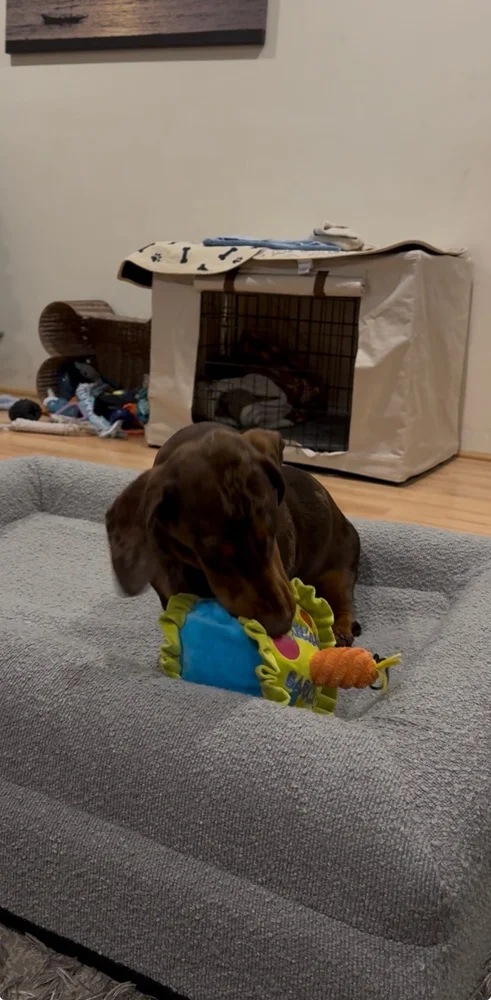 Dazy Dog Memory Foam Dog Bed reviews | ProductReview.com.au