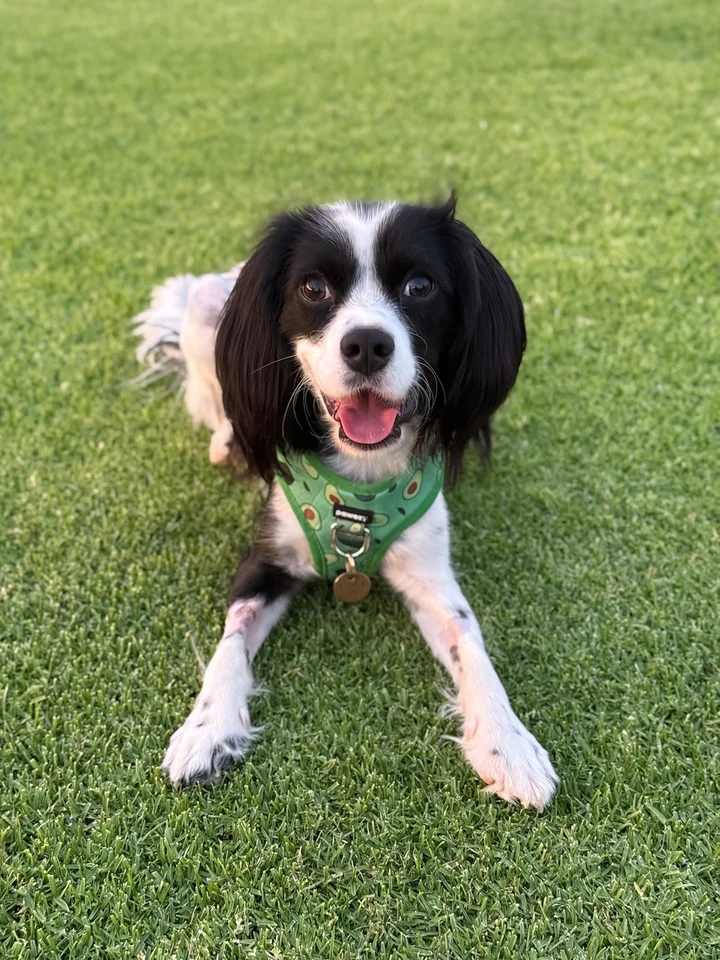 Fetch Pet reviews | ProductReview.com.au