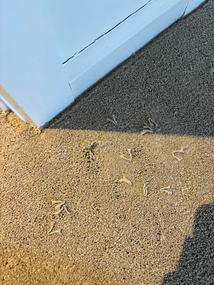 Harvey Norman Carpet Flooring reviews | ProductReview.com.au