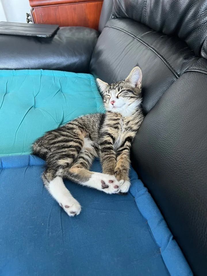 Bow Wow Meow Pet Insurance reviews | ProductReview.com.au