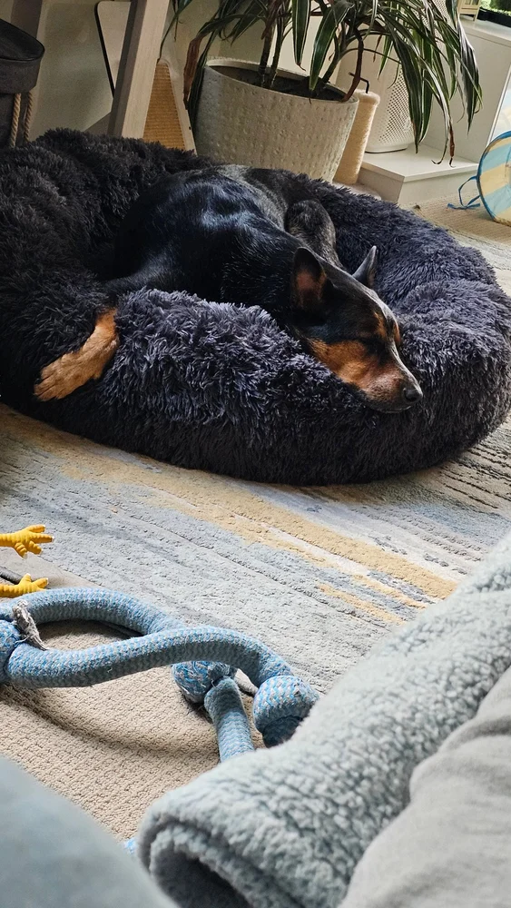 Sash Beds reviews | ProductReview.com.au