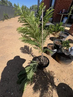 Hello Hello Plants & Garden Supplies reviews | ProductReview.com.au