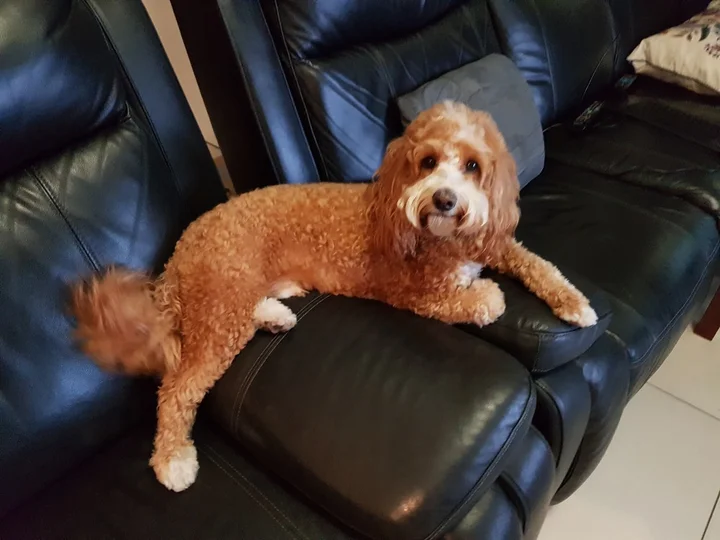 Petbarn reviews | ProductReview.com.au