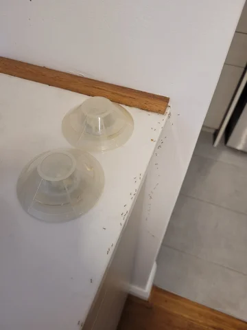 Combat Ant Rid reviews | ProductReview.com.au