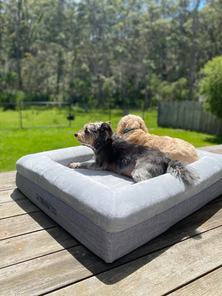 Dazy Dog Memory Foam Dog Bed reviews | ProductReview.com.au