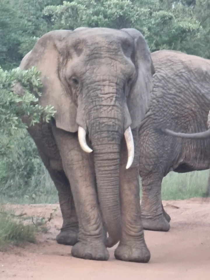 InsureandGo Australia International Travel Insurance - Gold reviews ...