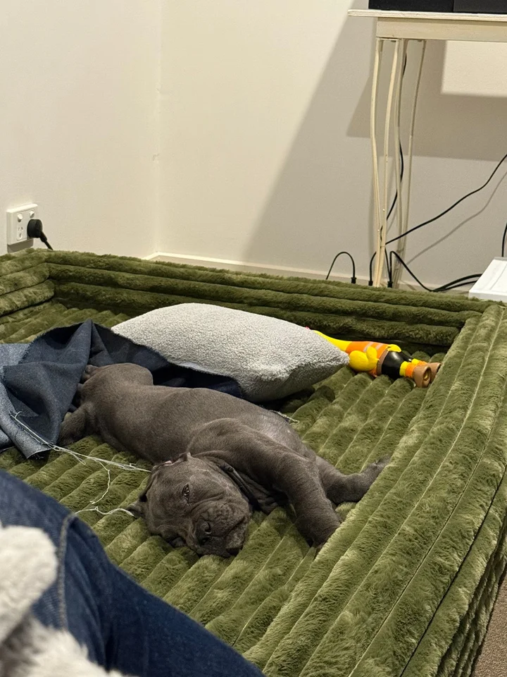 Dazy Dog Memory Foam Dog Bed reviews | ProductReview.com.au