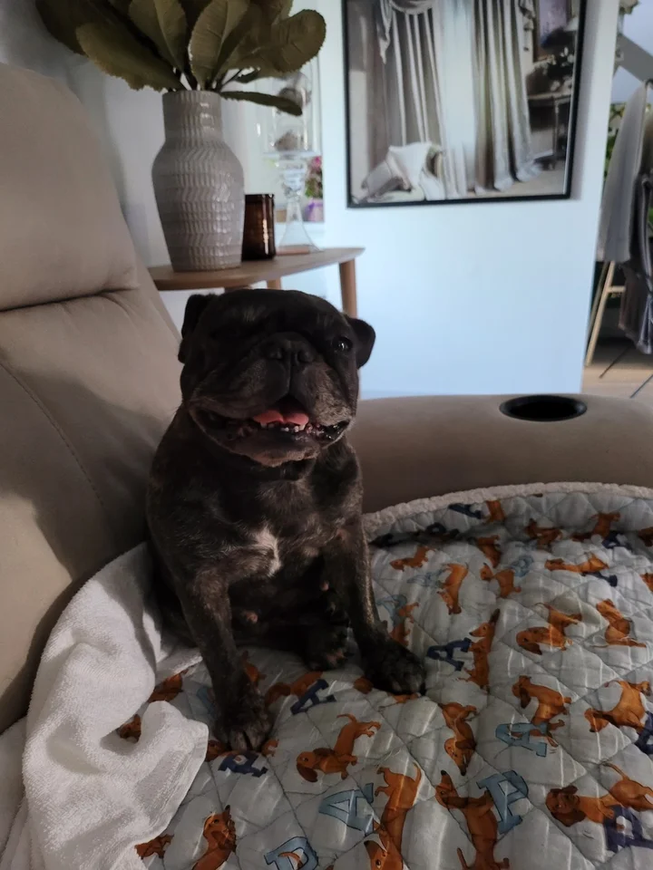 Mad Paws reviews | ProductReview.com.au