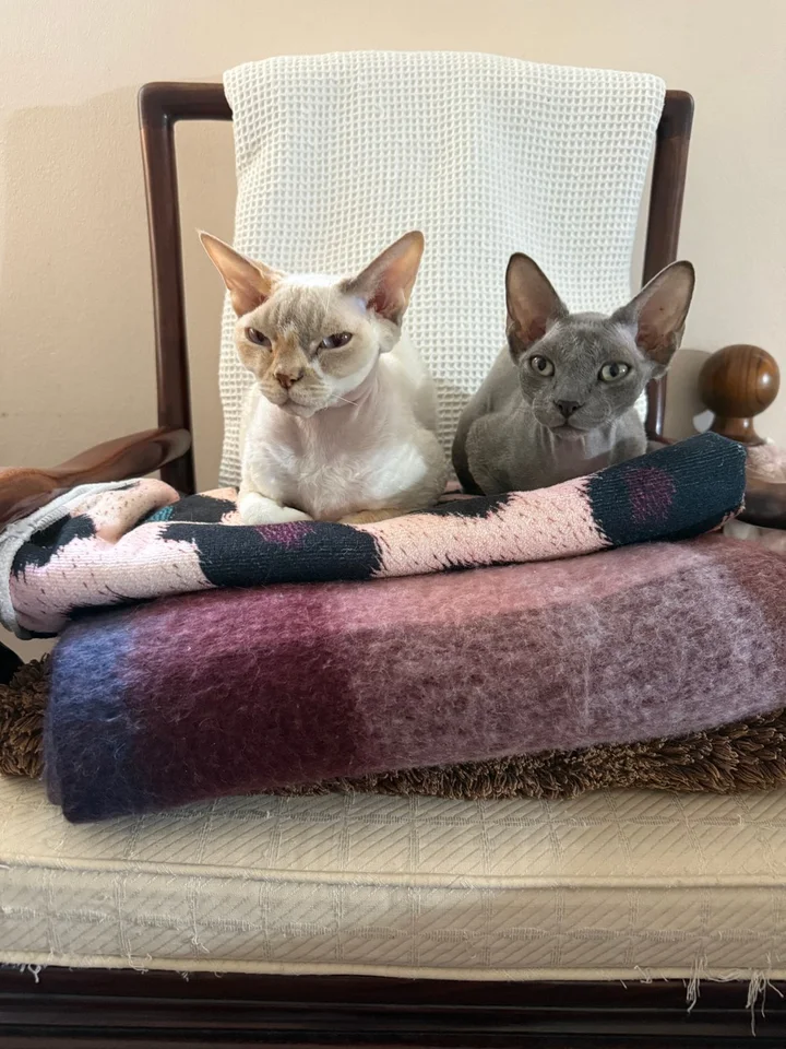 Fetch Pet reviews | ProductReview.com.au