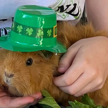 The Vet Shed reviews | ProductReview.com.au