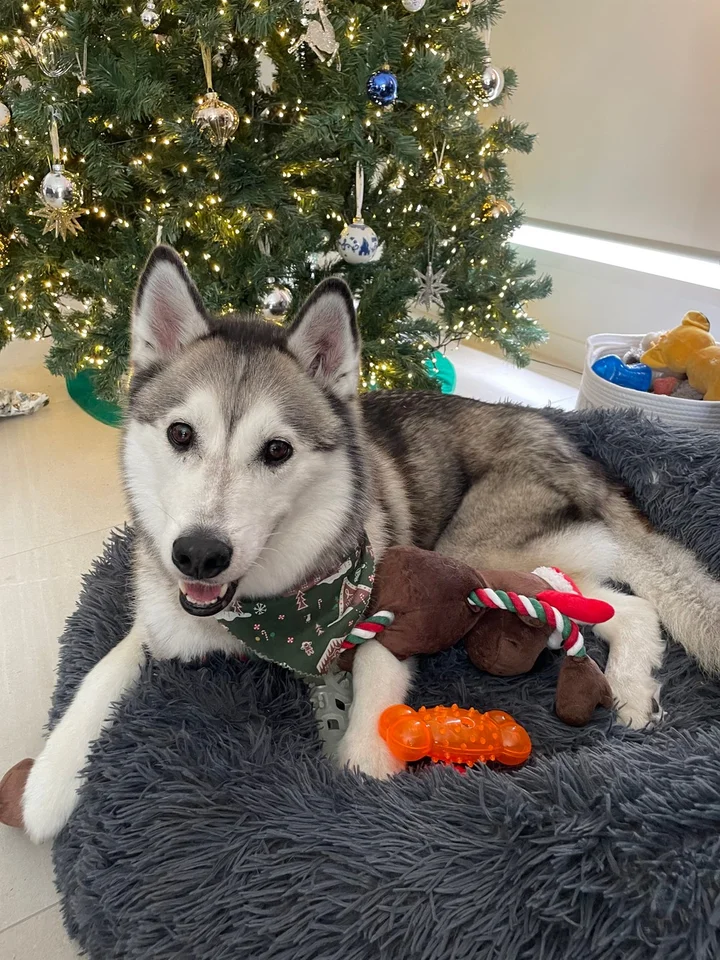 Sash Beds reviews | ProductReview.com.au