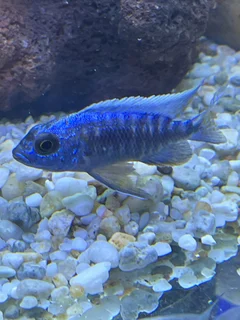 Aquarium Central reviews | ProductReview.com.au