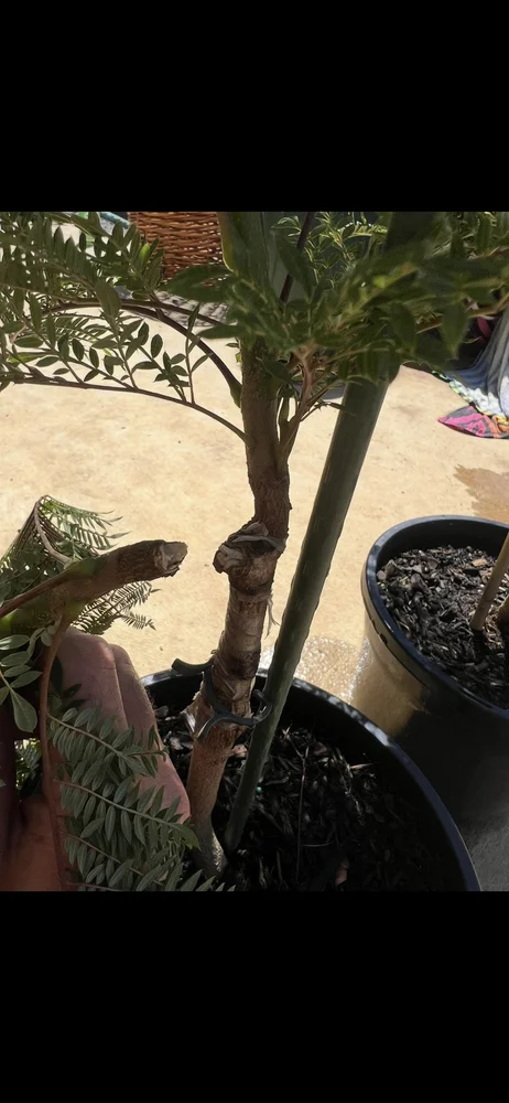 Hello Hello Plants & Garden Supplies reviews | ProductReview.com.au