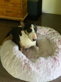 Therapet reviews | ProductReview.com.au