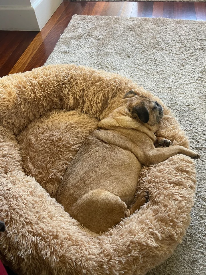 Sash Beds reviews | ProductReview.com.au