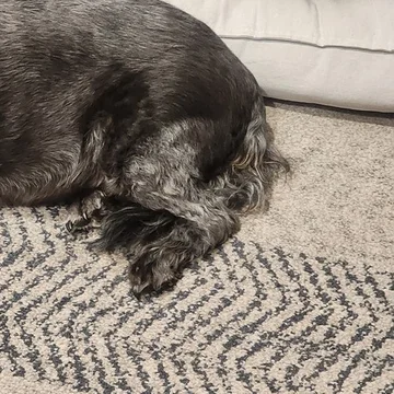 4CYTE Canine reviews | ProductReview.com.au