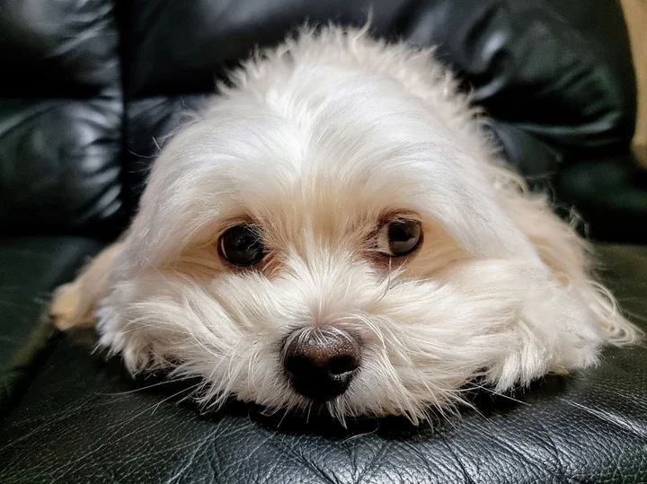 Absolute Domestics reviews | ProductReview.com.au