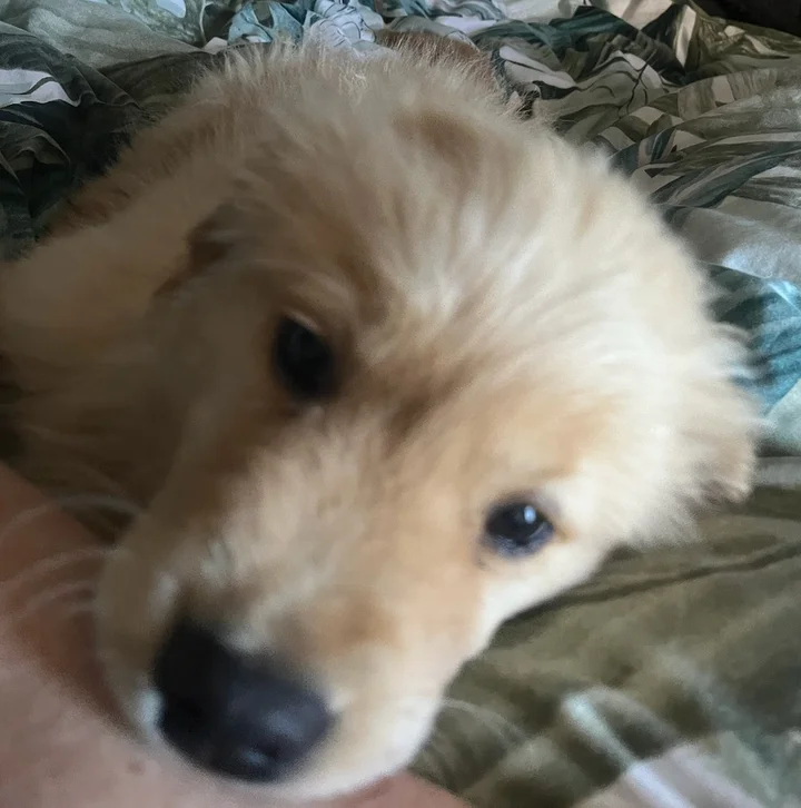 Responsible Pet Breeders Australia (RPBA) reviews | ProductReview.com.au