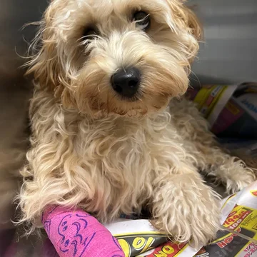 Petsy Pet Insurance reviews | ProductReview.com.au